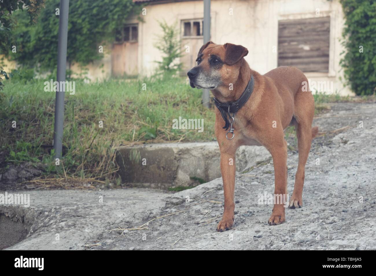 red dog on the street waiting for his master Stock Photo - Alamy