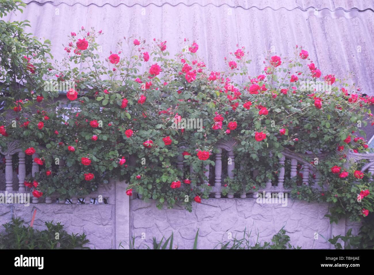 Bushes of red or scarlet rose flowers lit by bright sun, fence ...