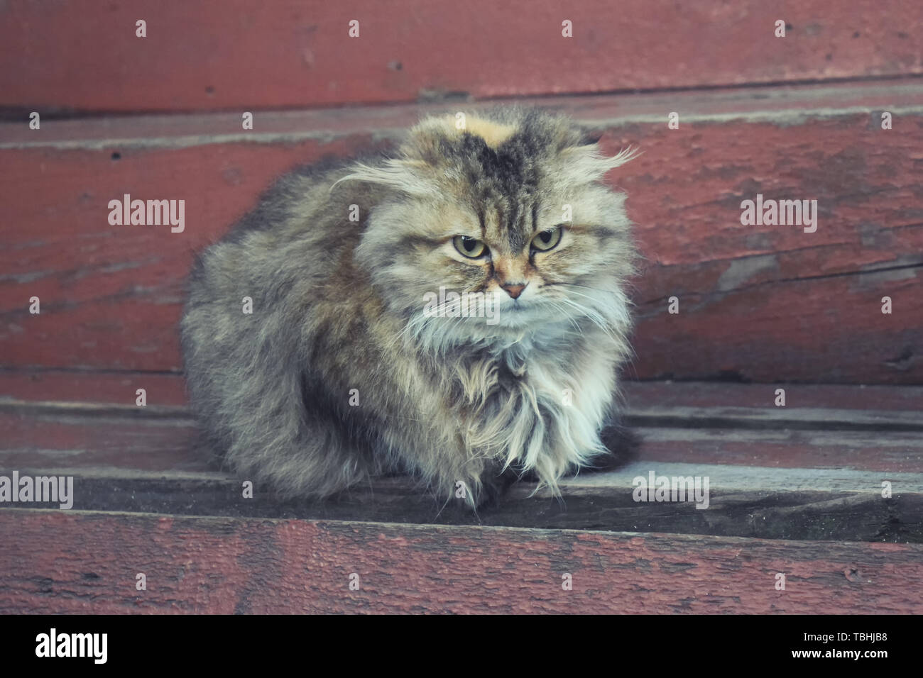Cute furry cat sitting on a wooden ladder Stock Photo - Alamy