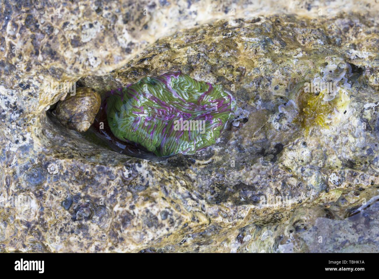Monodonta turbinata hi-res stock photography and images - Alamy