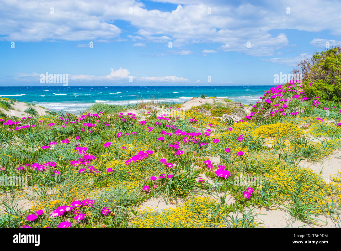 Flowers and plants by the sea in Platamona beach. Sardinia, Italy Stock ...