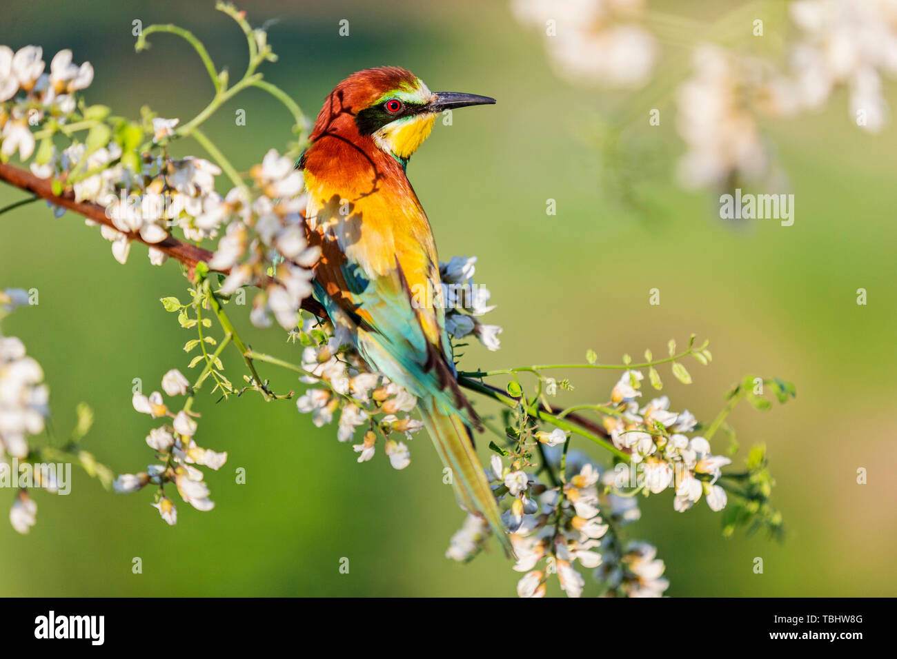 beautiful colored bird sitting on a branch among the flowers of acacia ...