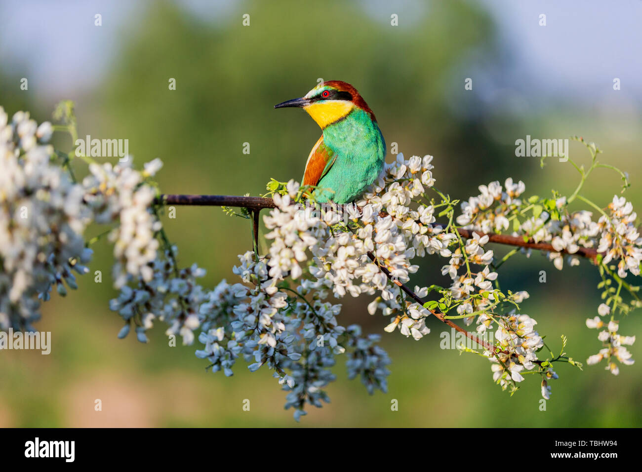 rainbow bird sitting on a branch with flowers of acacia Stock Photo - Alamy