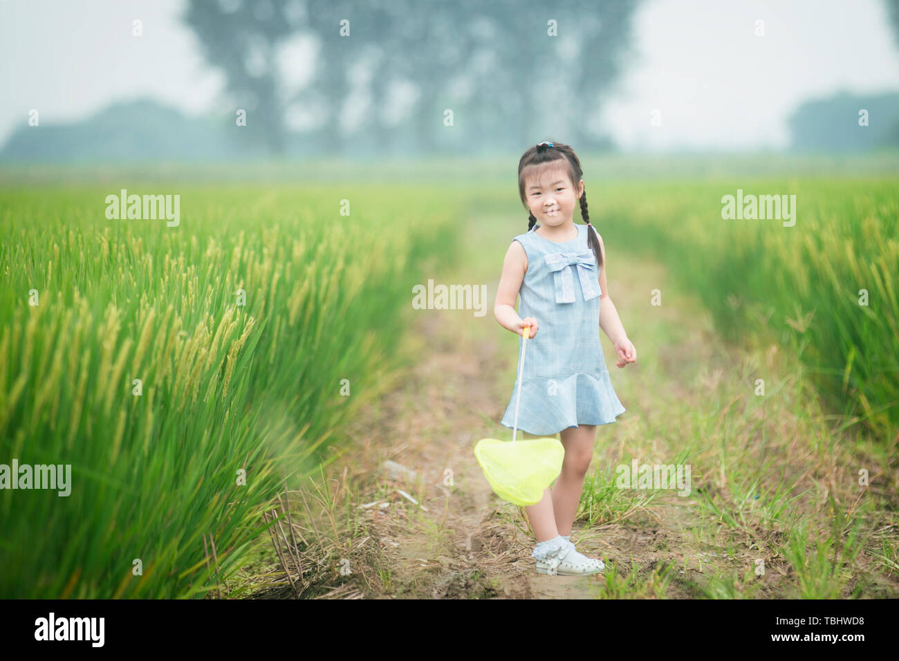 Portrait of children in rice fields in summer Stock Photo - Alamy