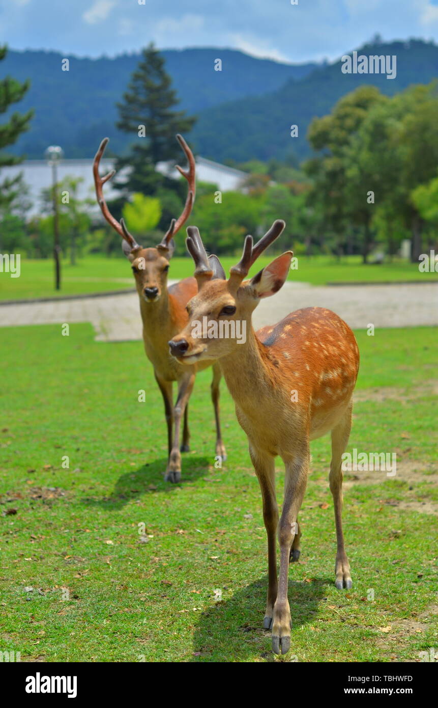 Nara, the deer Stock Photo - Alamy