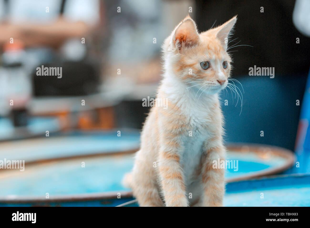 Buy Cats High Resolution Stock Photography and Images - Alamy