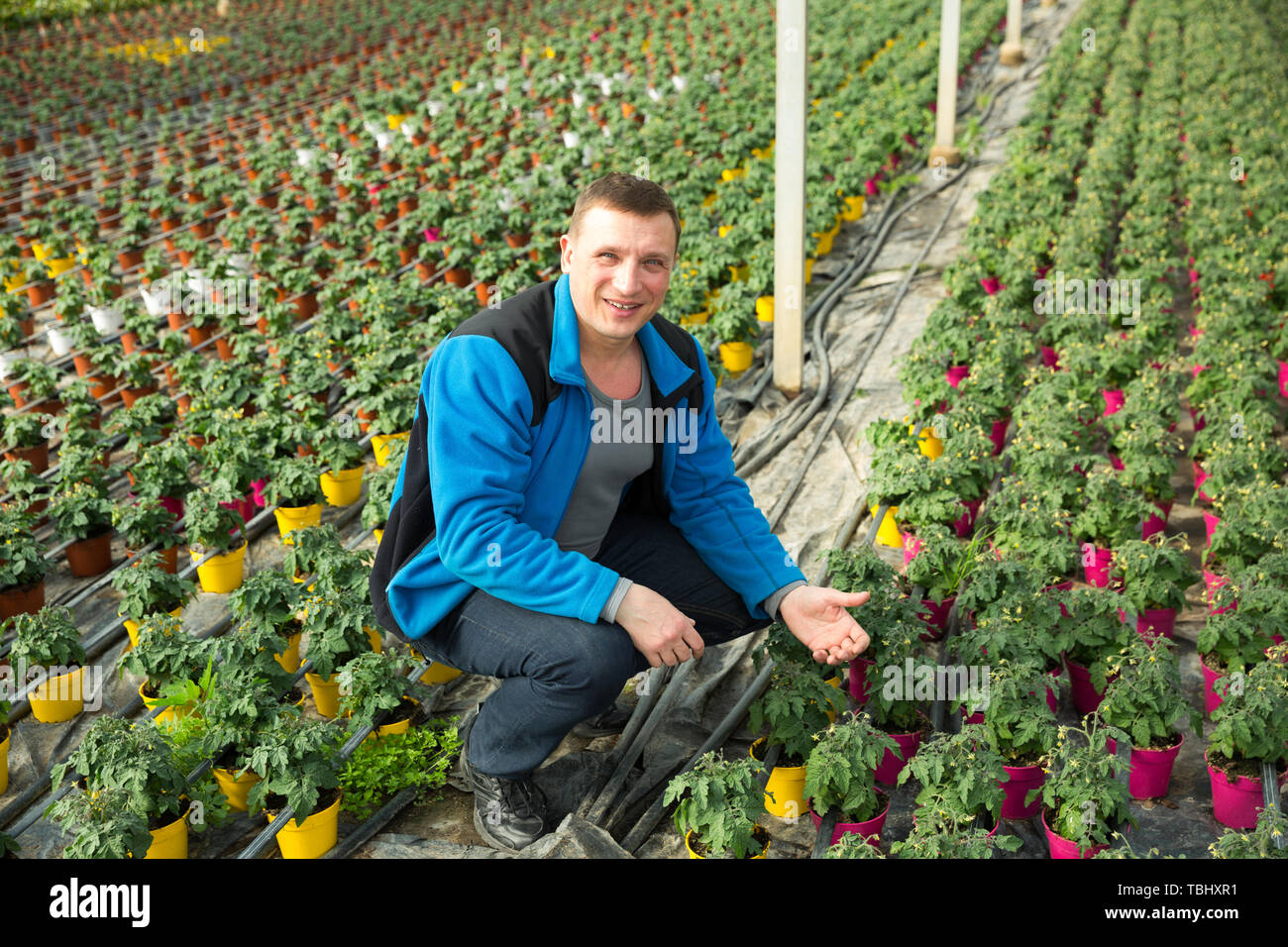 Male owner of plantation supervising growth of tomato seedlings in ...