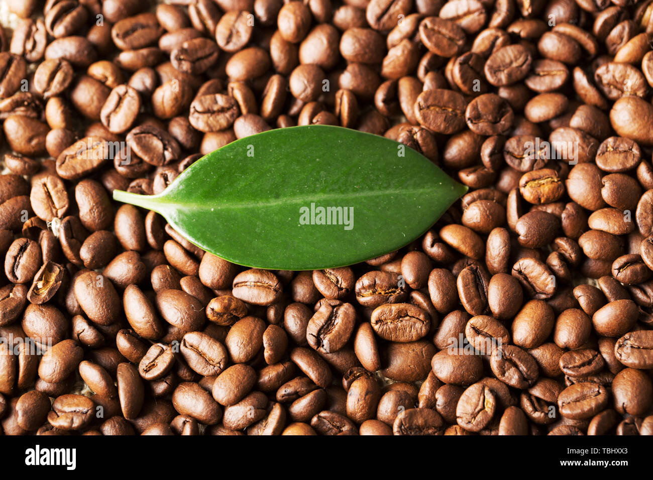 Coffee beans and leaves Stock Photo - Alamy