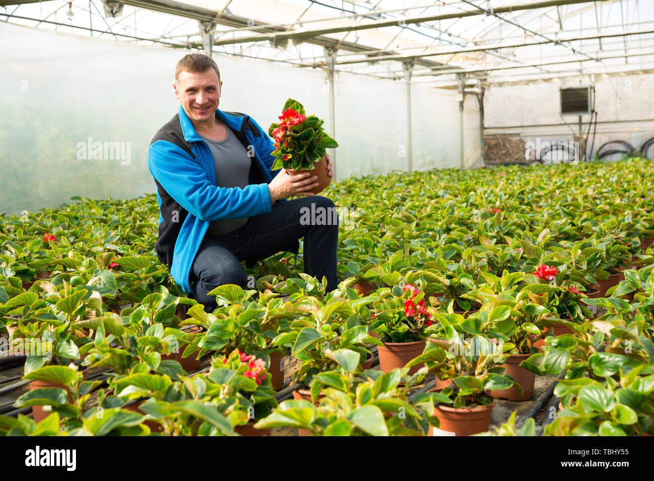 Positive male worker examining begonia seedlings while gardening in ...