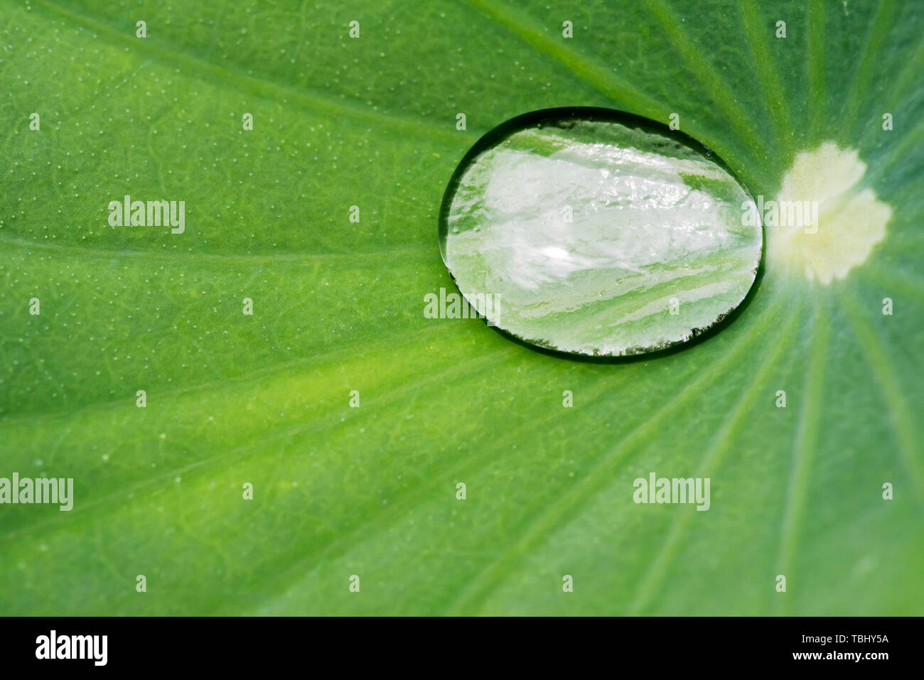 Dew on lotus leaves Stock Photo - Alamy