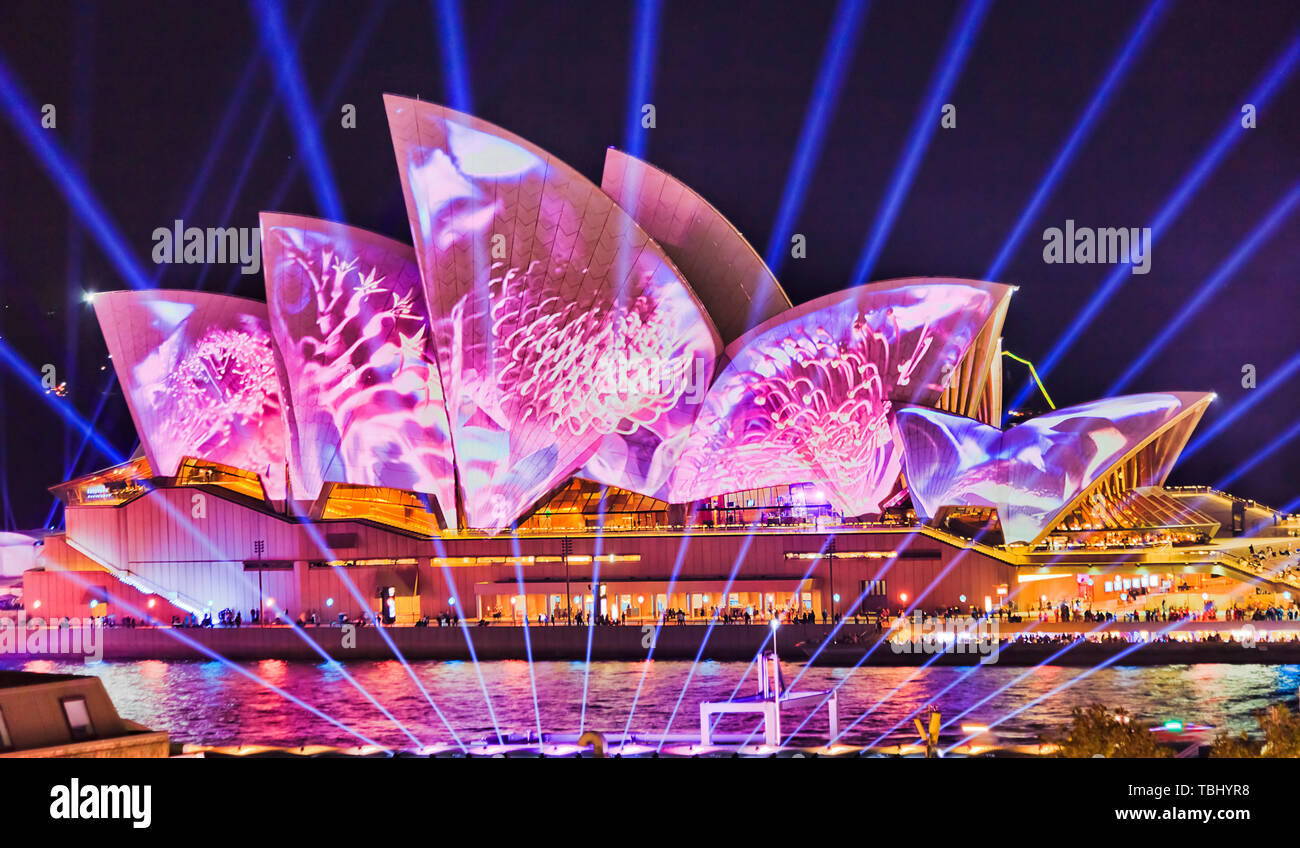 Sydney, Australia - 25 May 2019: Colourful image of chrysanthemum ...