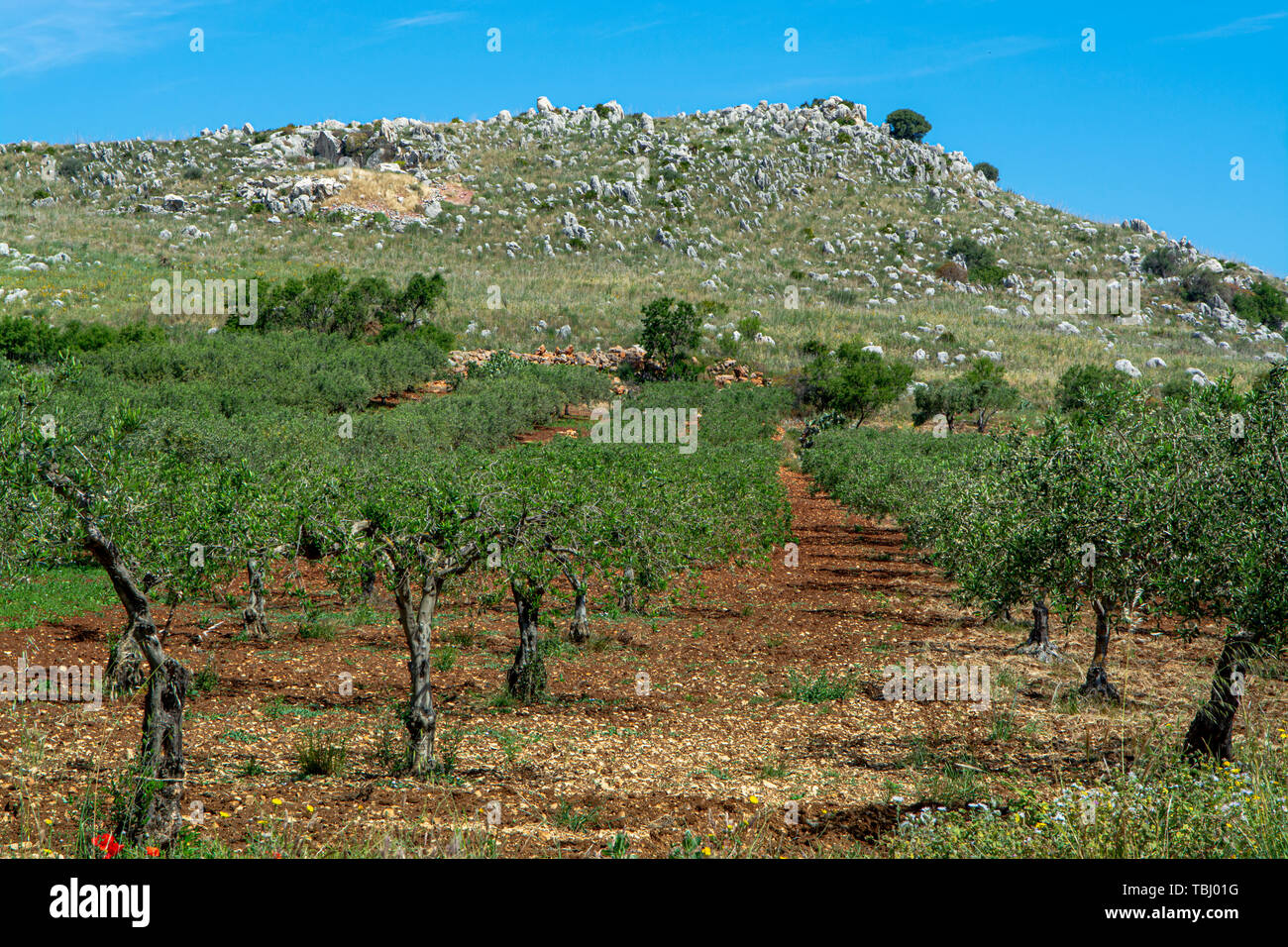 Olive trees growing on farm plantanions in Italy, production of extra ...