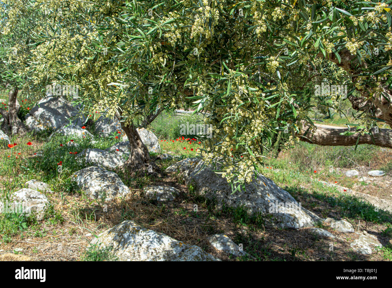 Olive trees growing on farm plantanions in Italy, production of extra ...