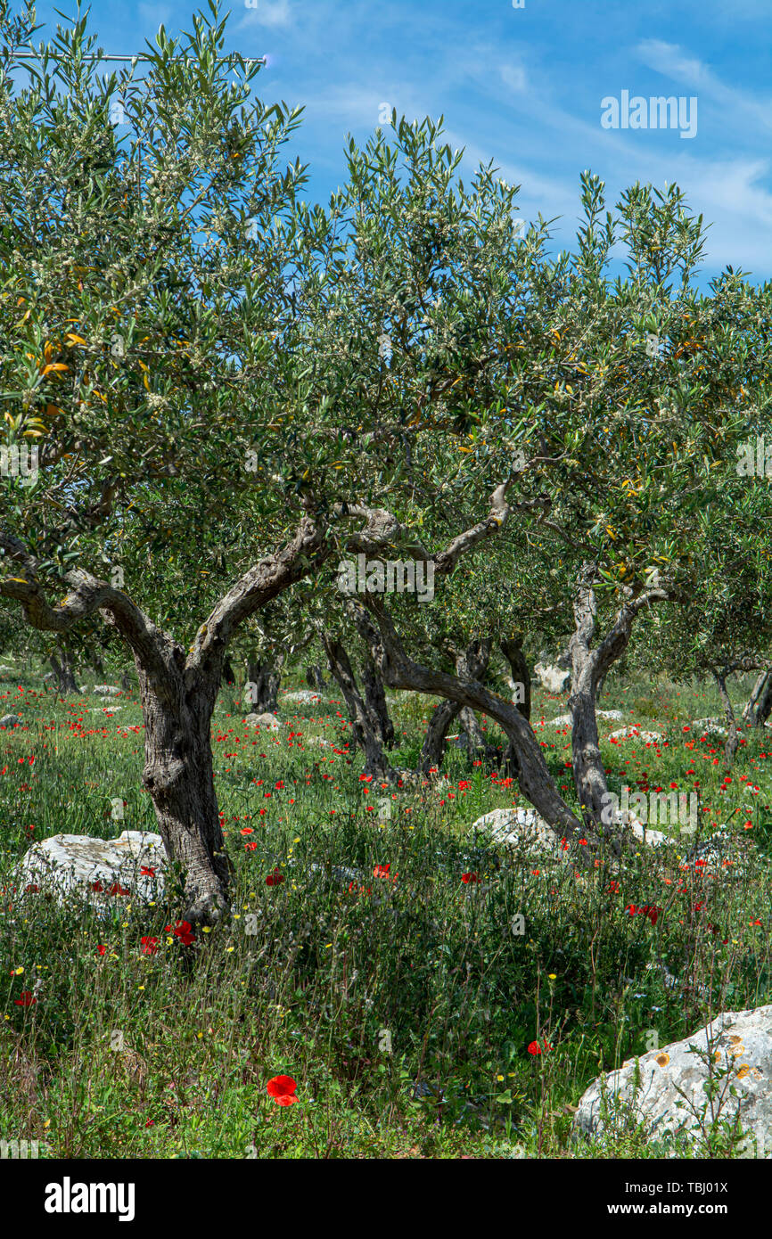 Olive trees growing on farm plantanions in Italy, production of extra ...