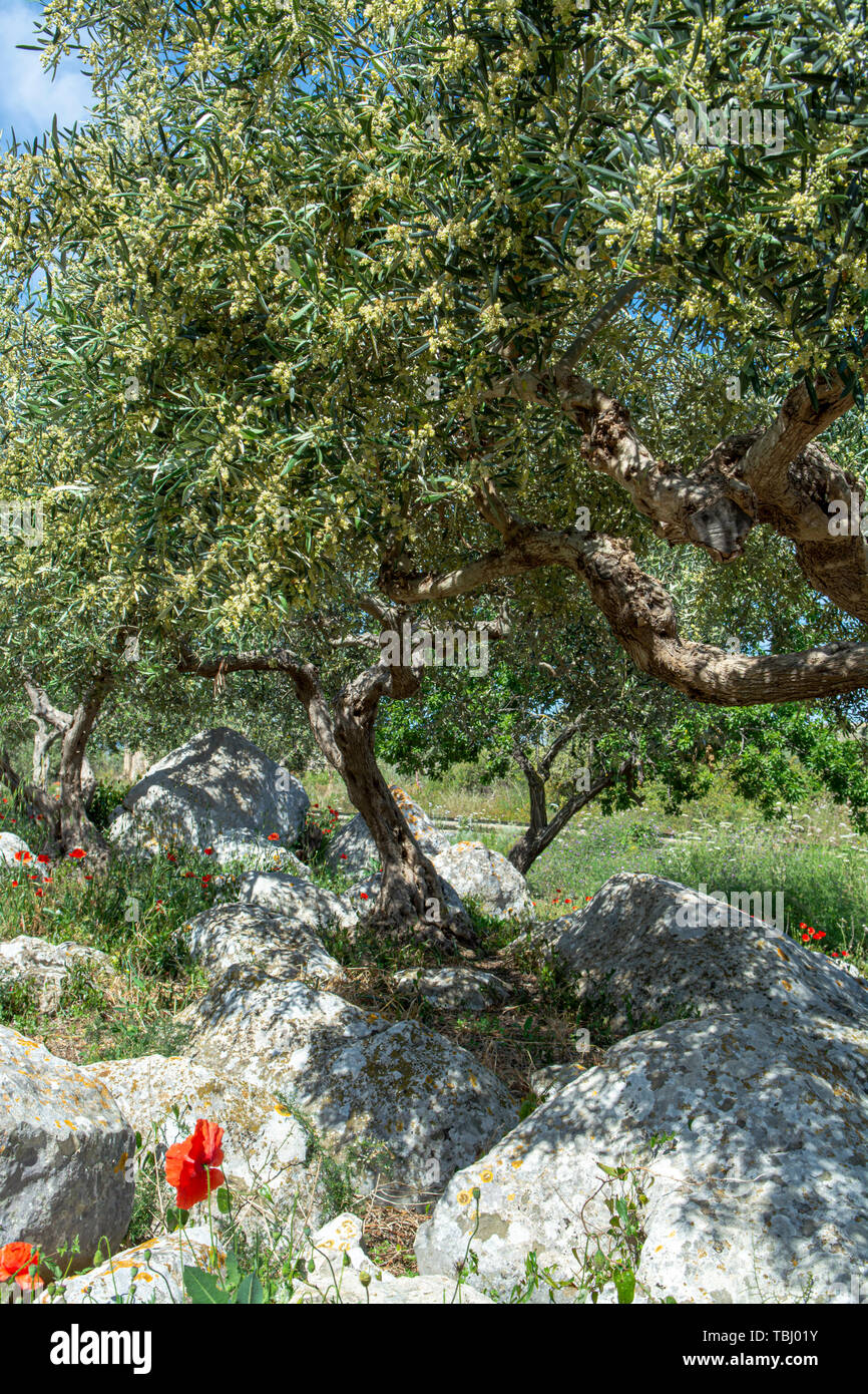 Olive trees growing on farm plantanions in Italy, production of extra ...
