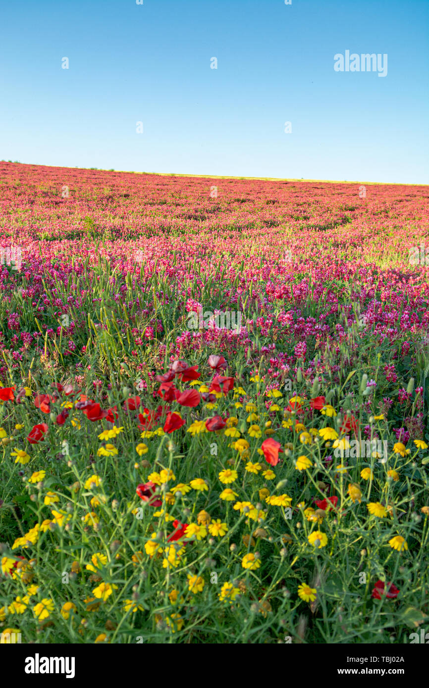 Flora of Sicily, colorful flossom of wild flowers, peas and French ...