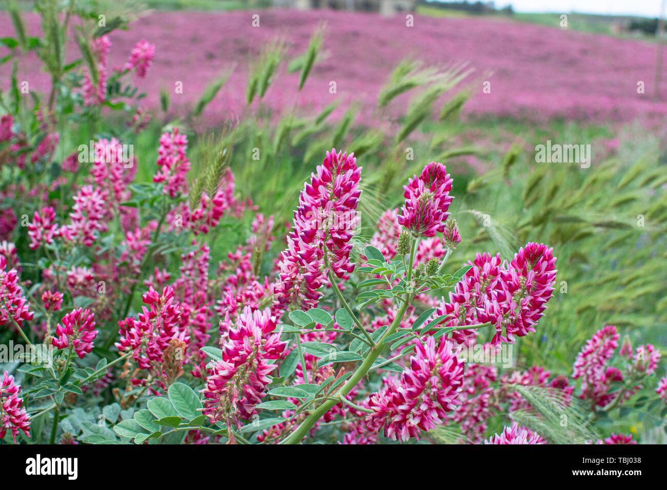Flora of Sicily, colorful flossom of wild flowers, peas and French ...