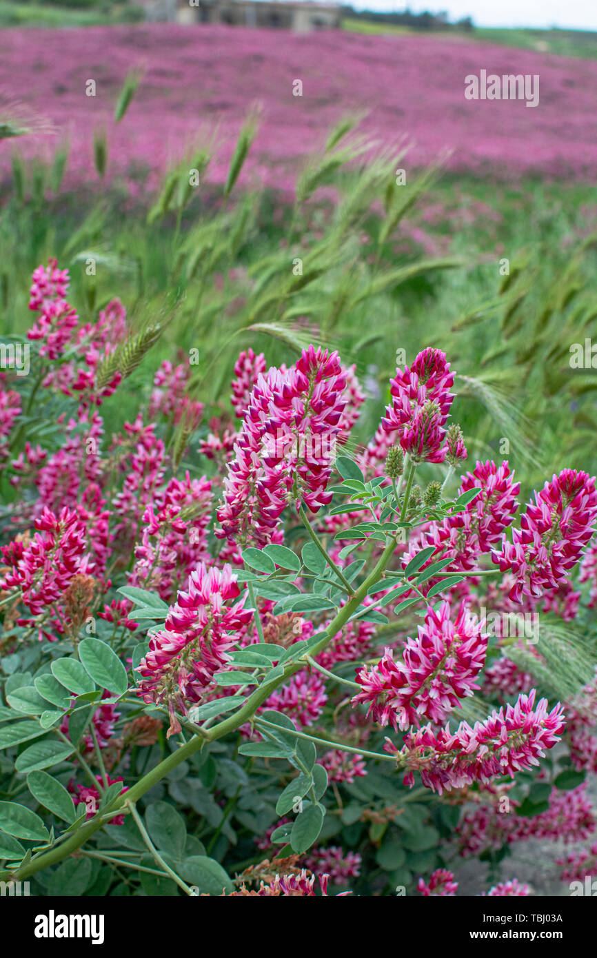 Flora of Sicily, colorful flossom of wild flowers, peas and French ...
