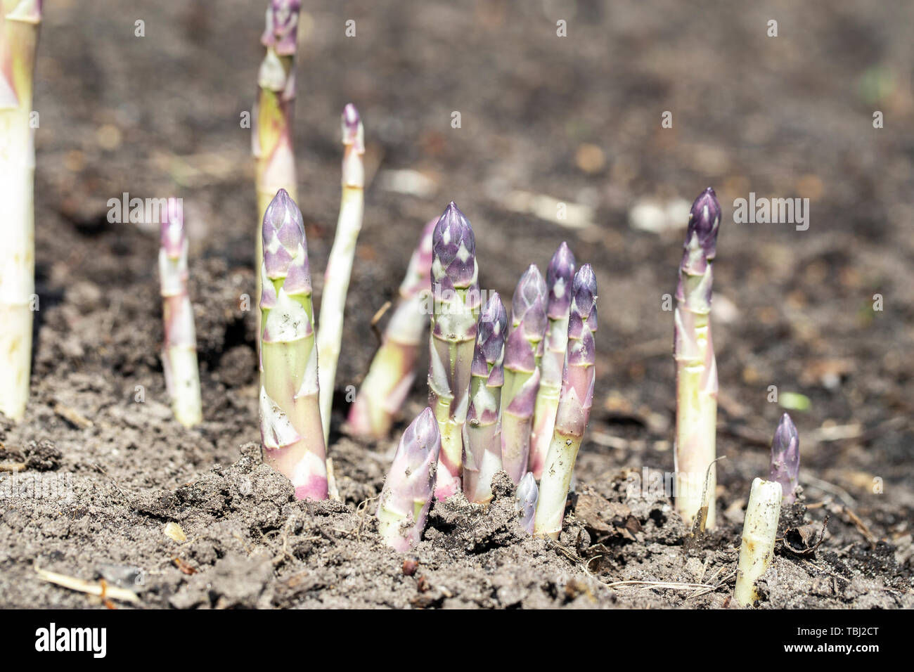 Green asparagus sprouts growing hi-res stock photography and images - Alamy