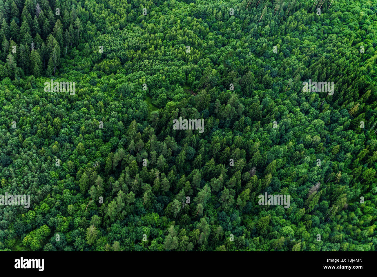 Top view of the area green forest. Nature texture Stock Photo - Alamy