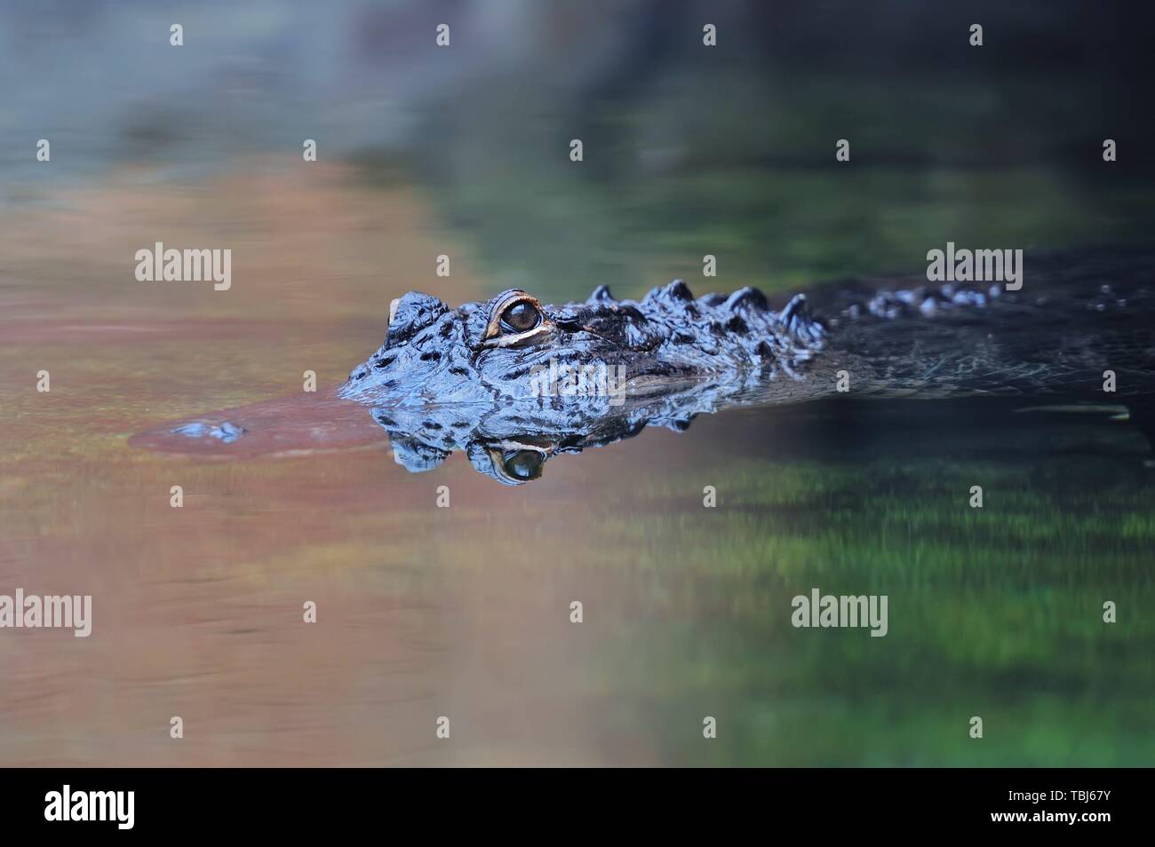 Alligator swim in Miami Zoo, Florida Stock Photo - Alamy