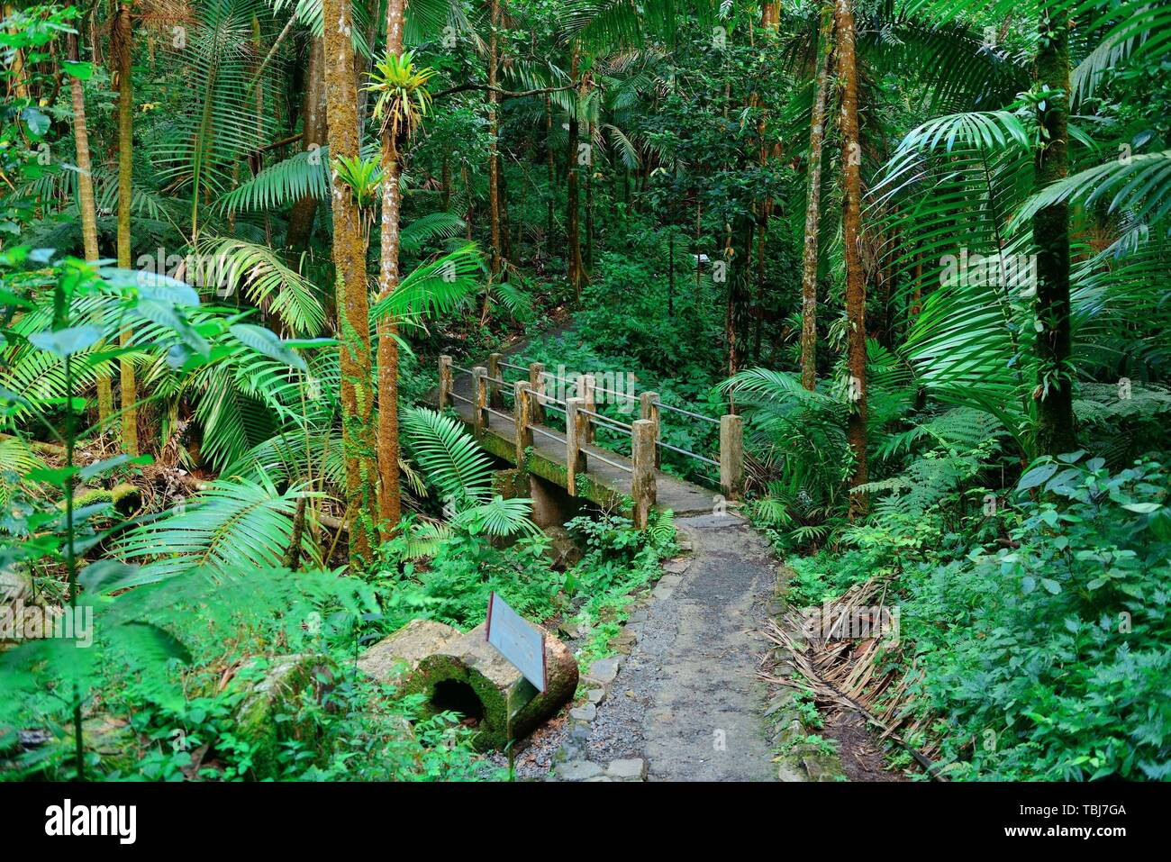 Puerto rico rain forest hi-res stock photography and images - Alamy