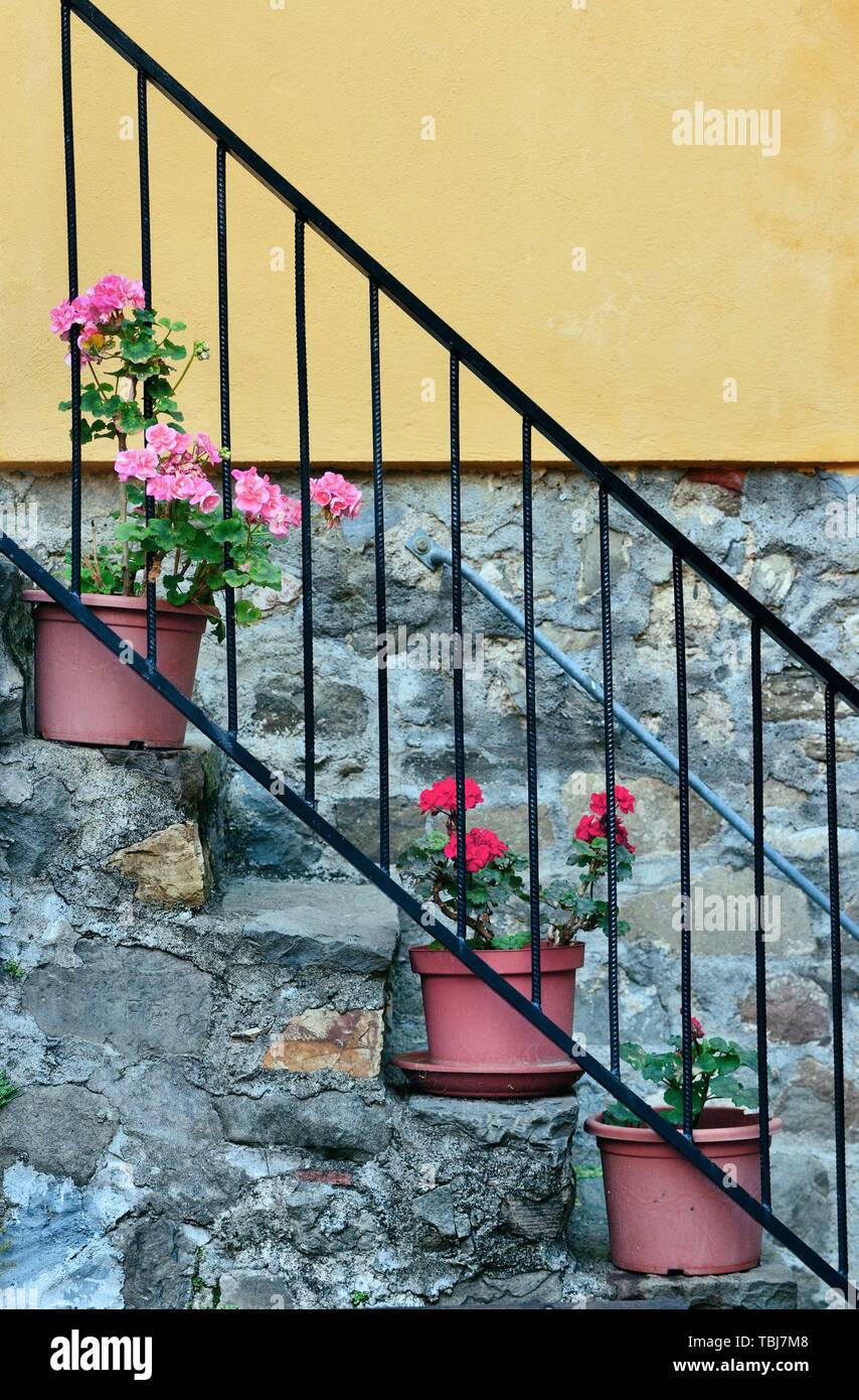 Potted flower on stairs with Cinque Terre Corniglia Italian style ...