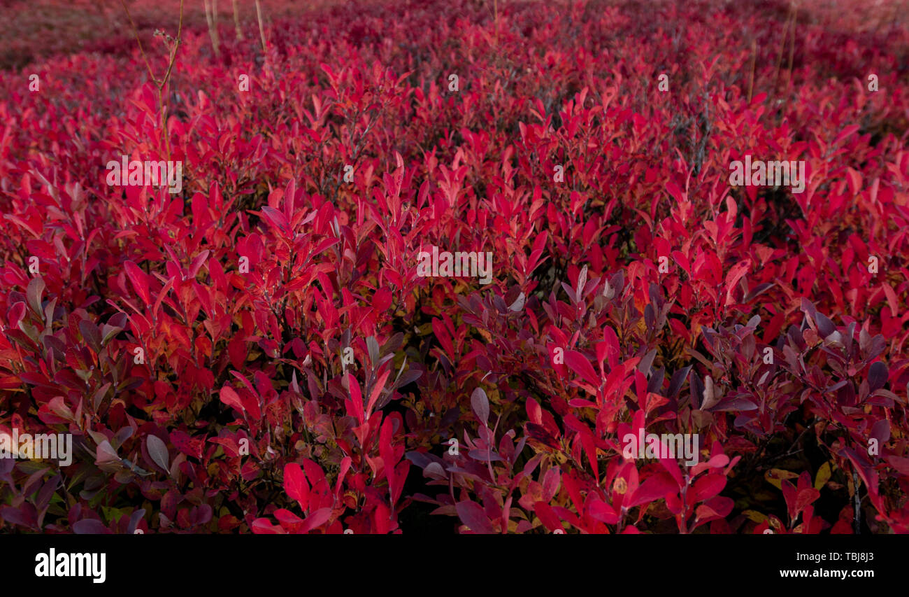 Huckleberry bushes hi-res stock photography and images - Alamy