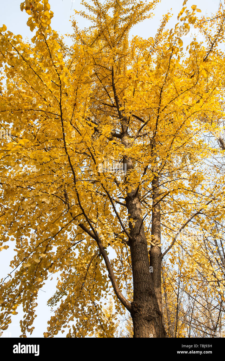 up look of yellow trees in autumn Stock Photo - Alamy