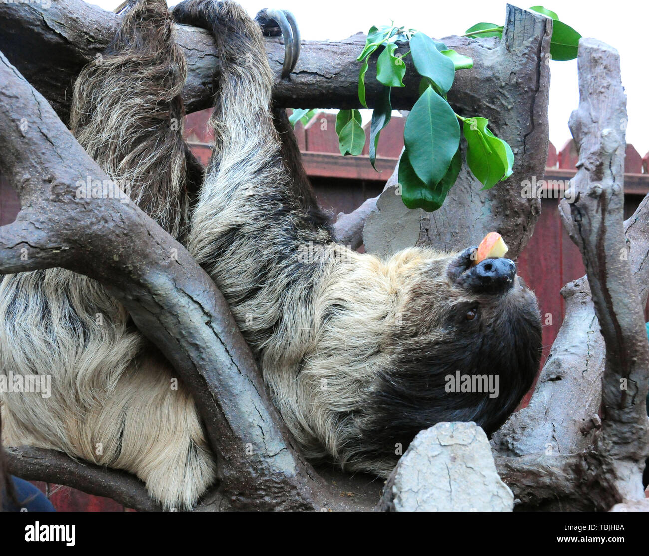 Sid the sloth hi-res stock photography and images - Alamy