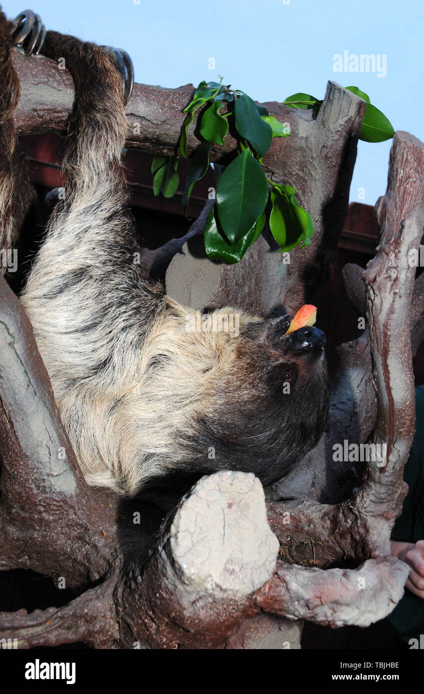 Sid the sloth hi-res stock photography and images - Alamy
