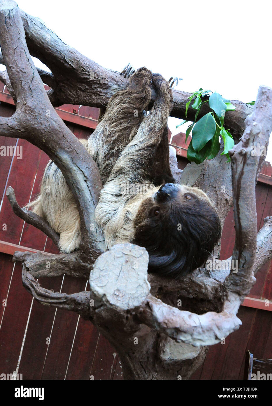 Sid the sloth hi-res stock photography and images - Alamy