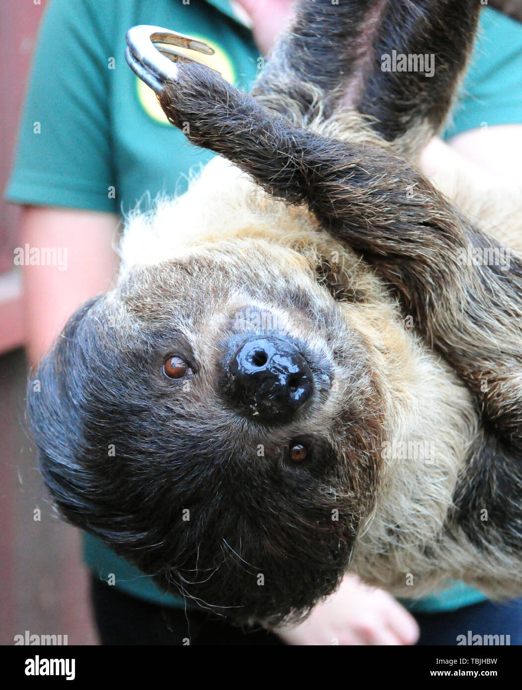 Sid the sloth hi-res stock photography and images - Alamy