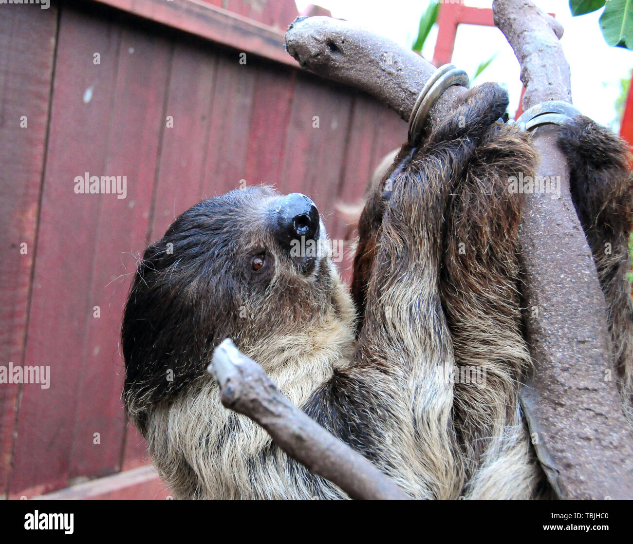 Sid The Sloth Sleeping