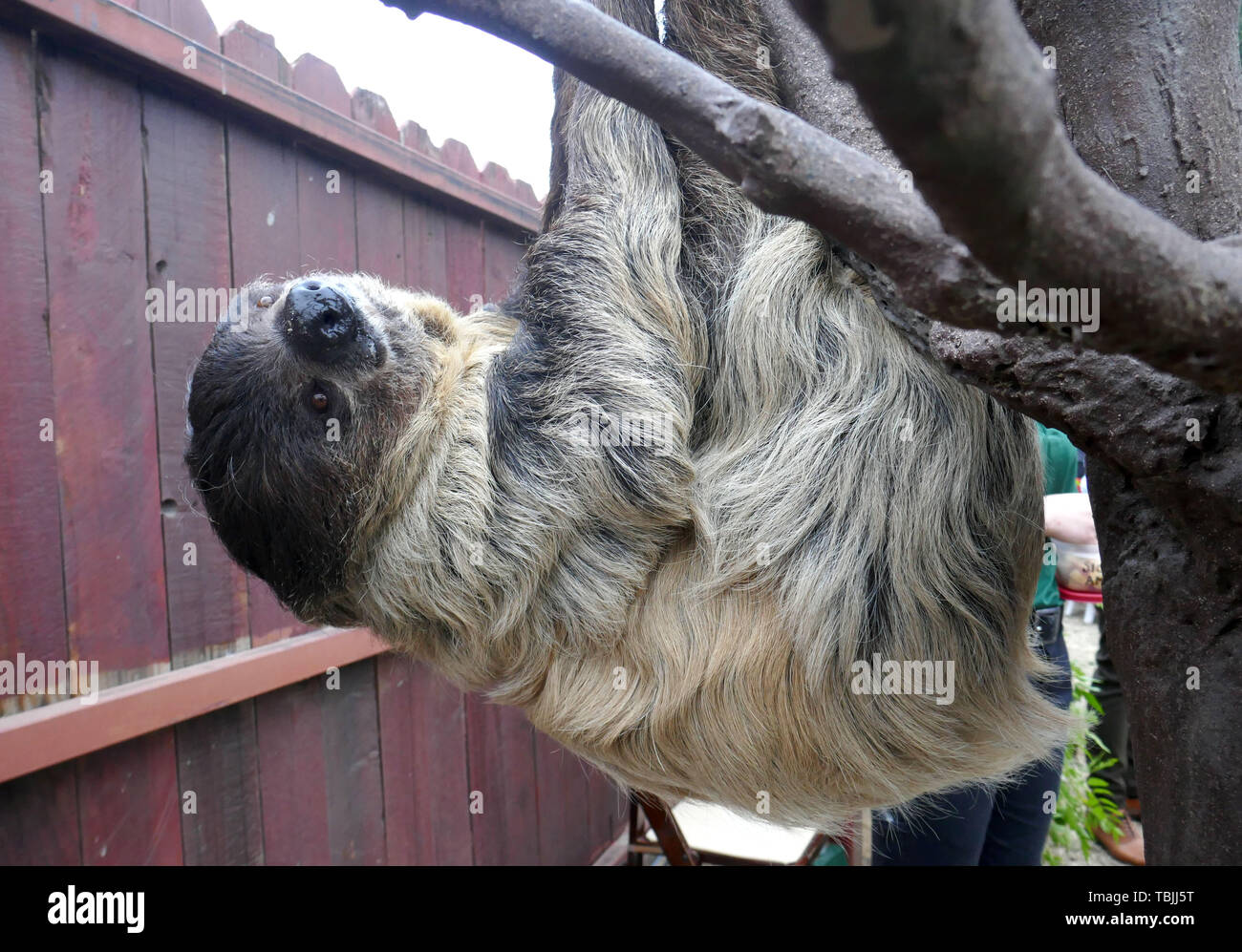 Sid the sloth hi-res stock photography and images - Alamy