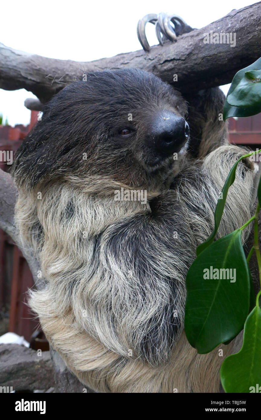 Sylmar, California, USA 1st June 2019 Sid The Sloth attends 4th Annual ...