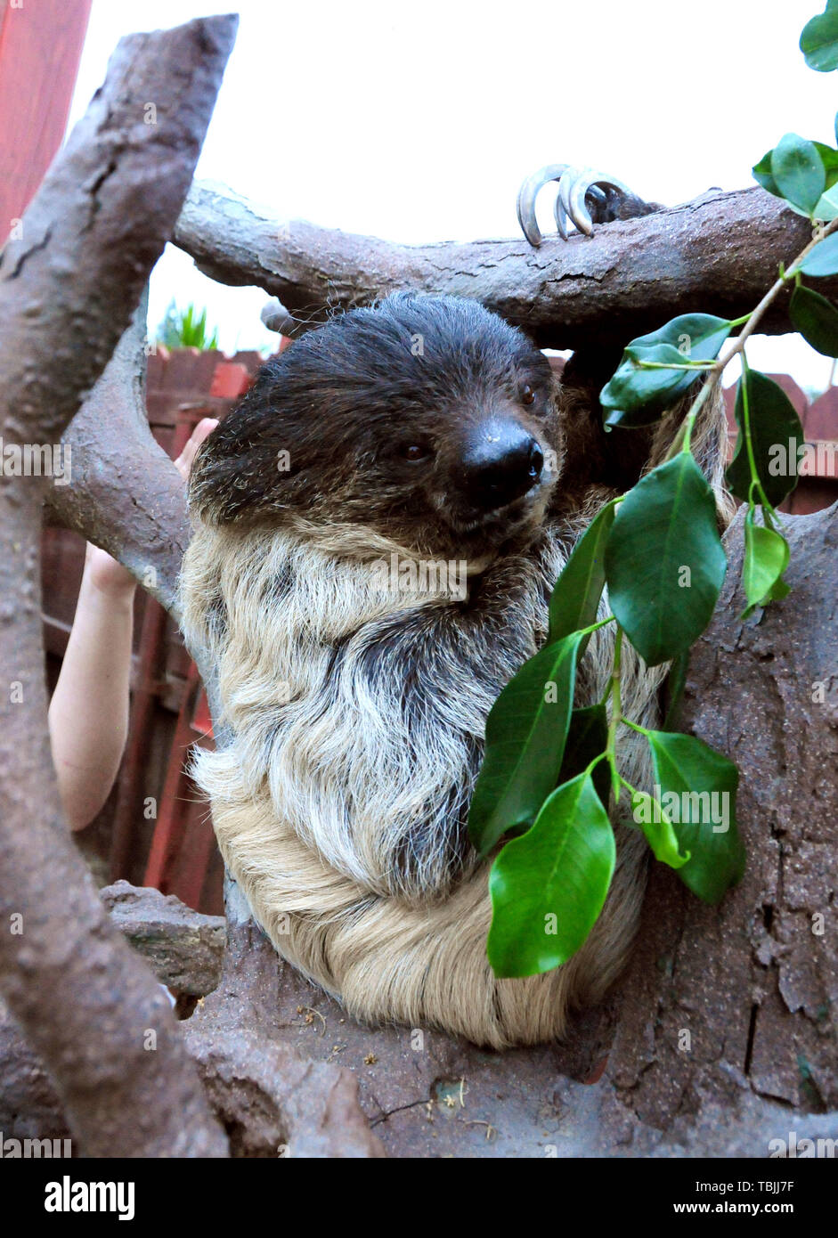 Sid the sloth hi-res stock photography and images - Alamy