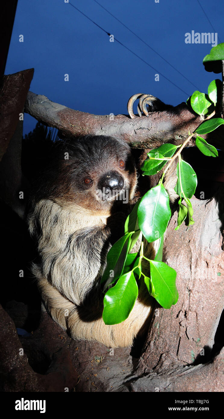 Sid the sloth hi-res stock photography and images - Alamy