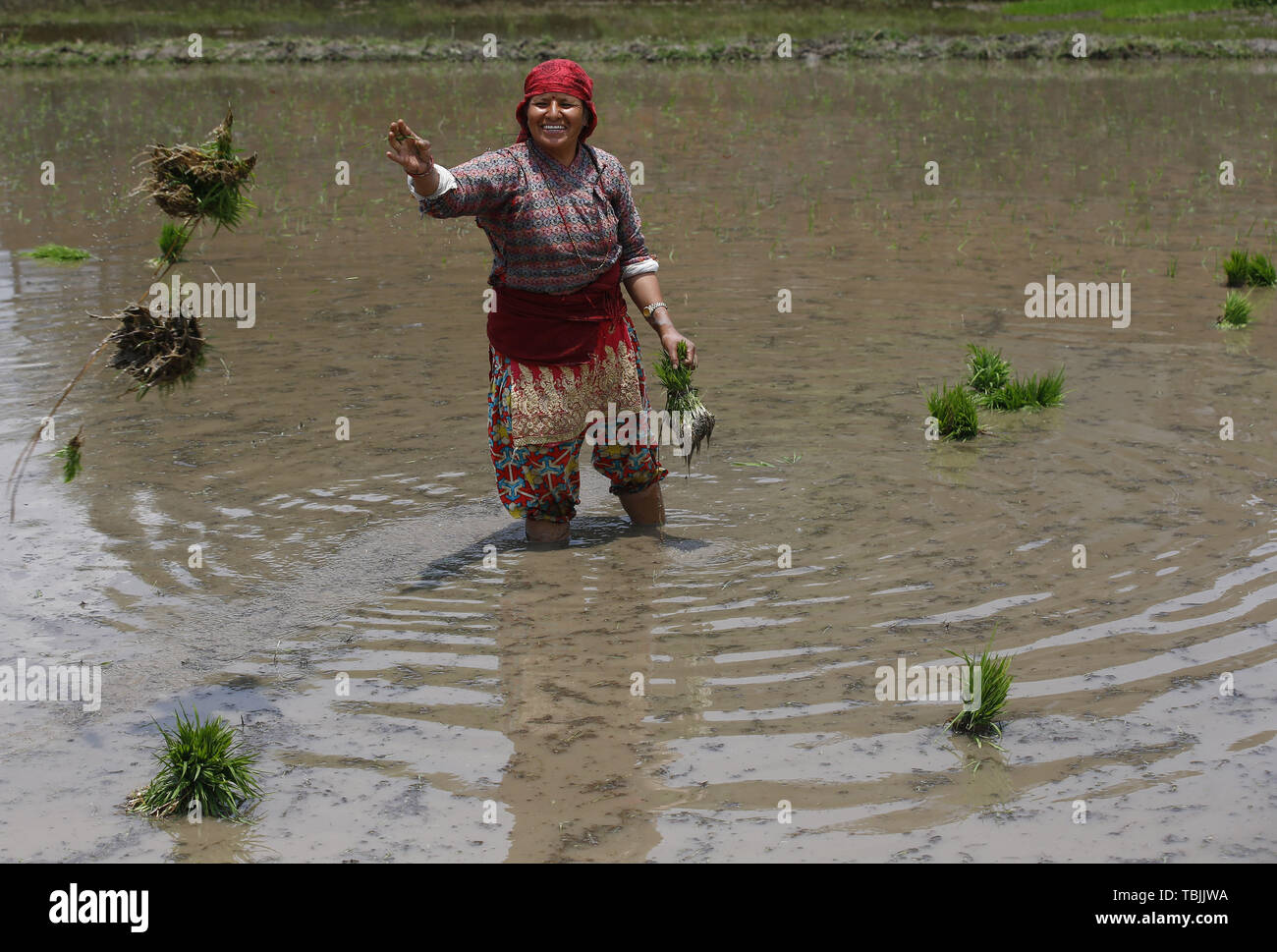 Kathmandu, Nepal. 2nd June, 2019. A Nepalese farmer tosses rice ...