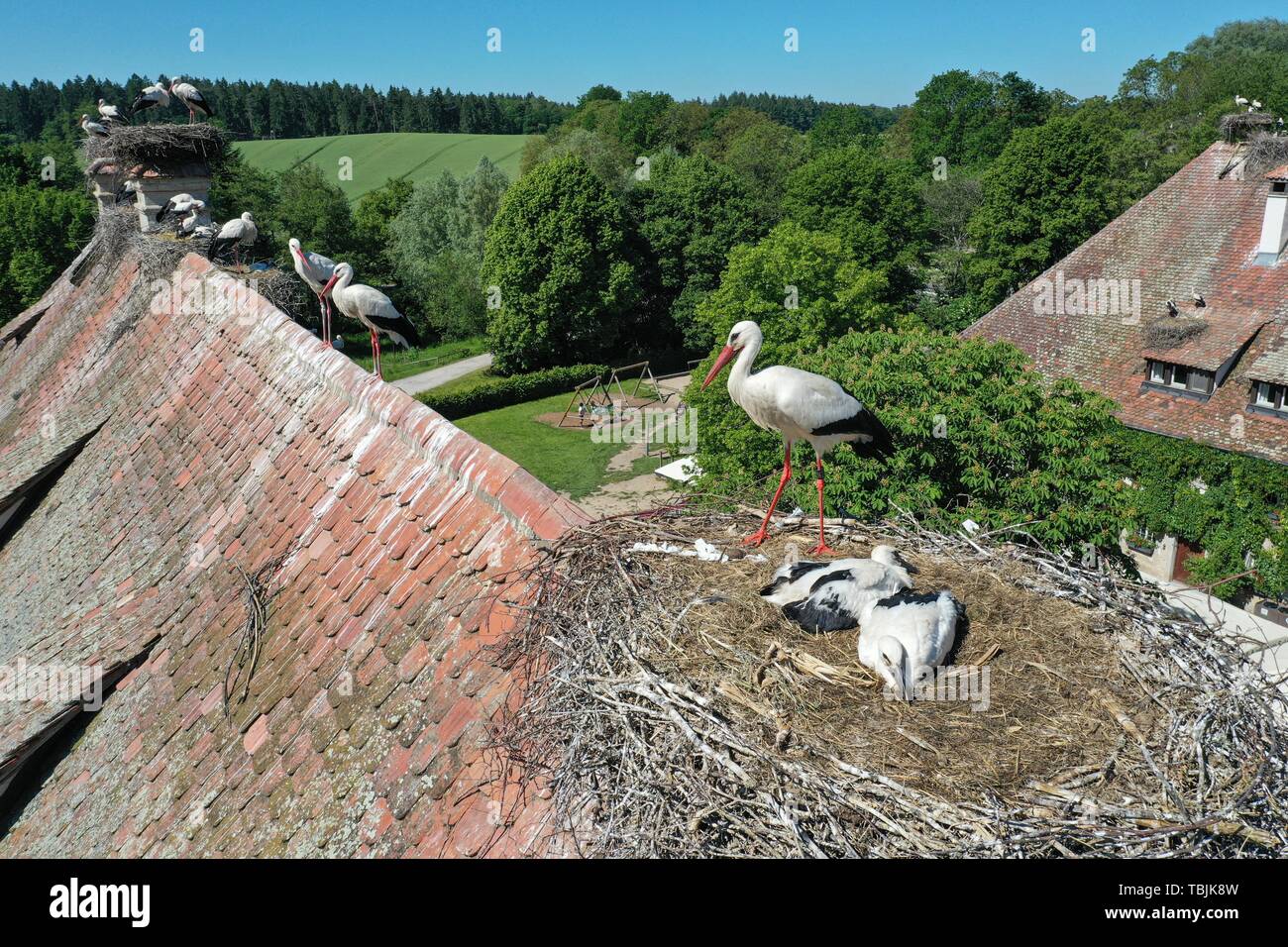 Salem, Germany. 02nd June, 2019. Several young storks sit in their ...