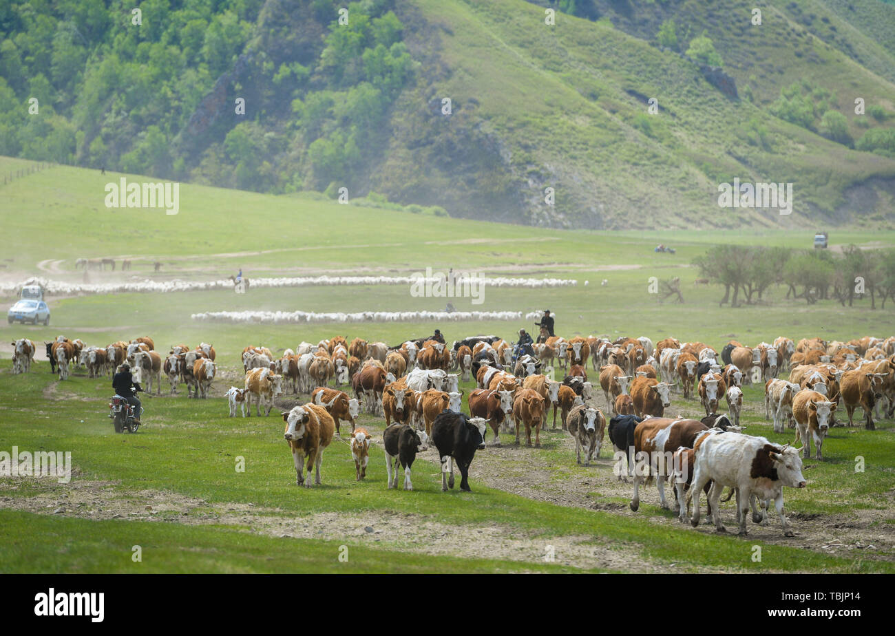 Horqin grassland hi-res stock photography and images - Alamy