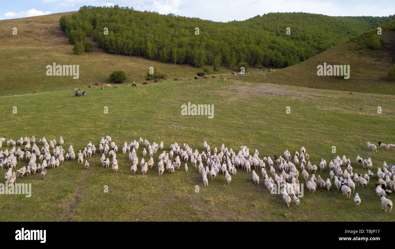 Horqin grassland hi-res stock photography and images - Alamy