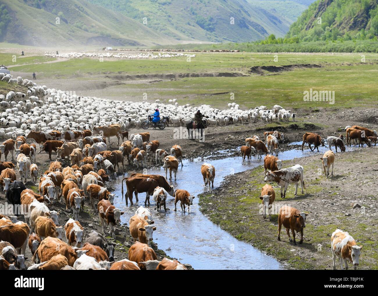 Horqin grassland hi-res stock photography and images - Alamy