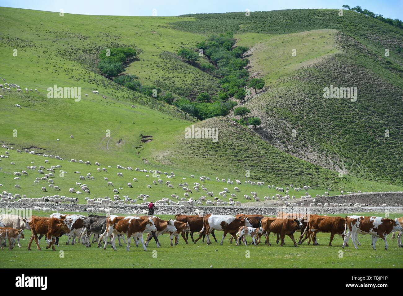 Horqin grassland hi-res stock photography and images - Alamy