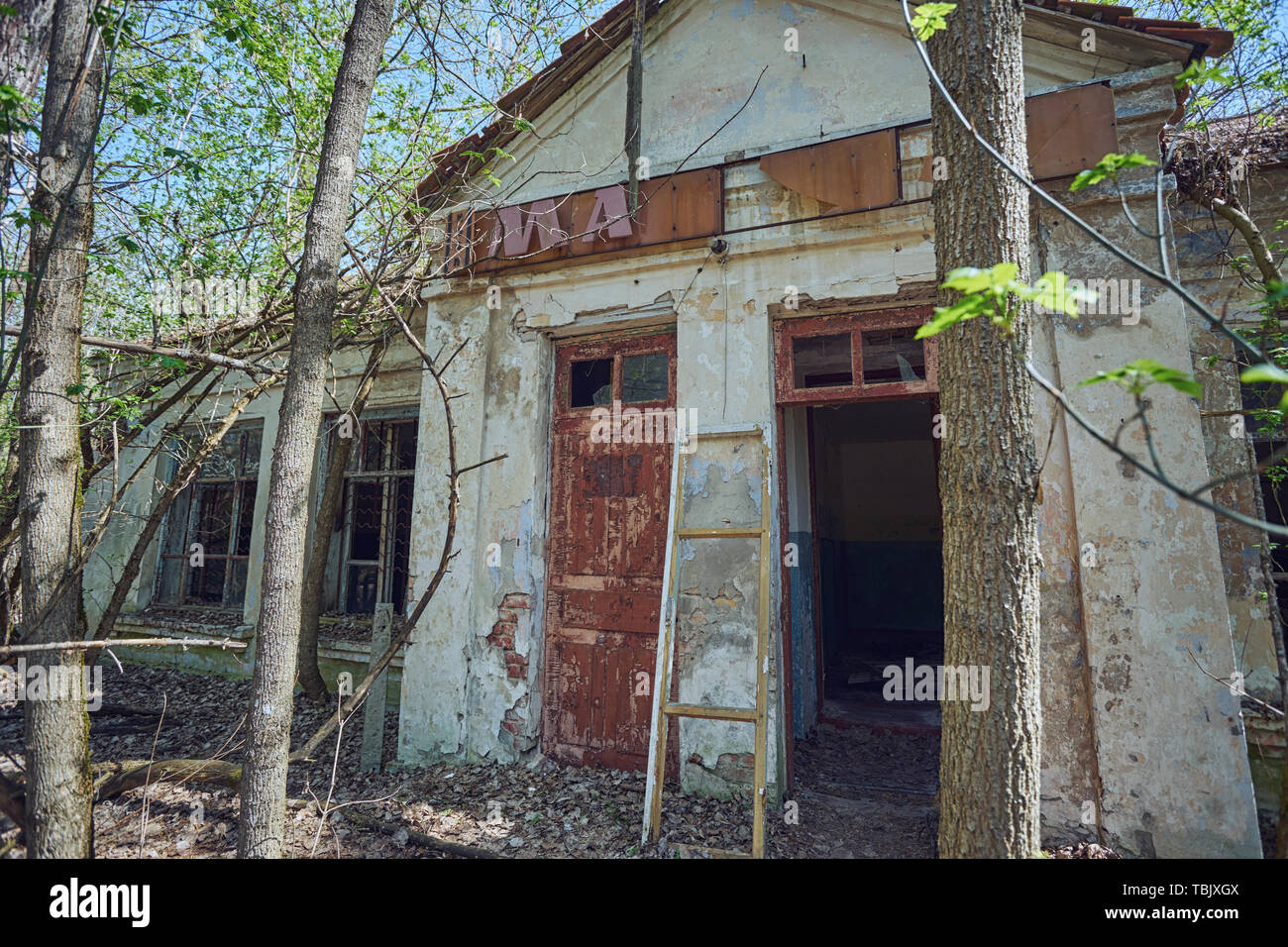 abandoned house overgrown with wild plants that started yellow in the ...