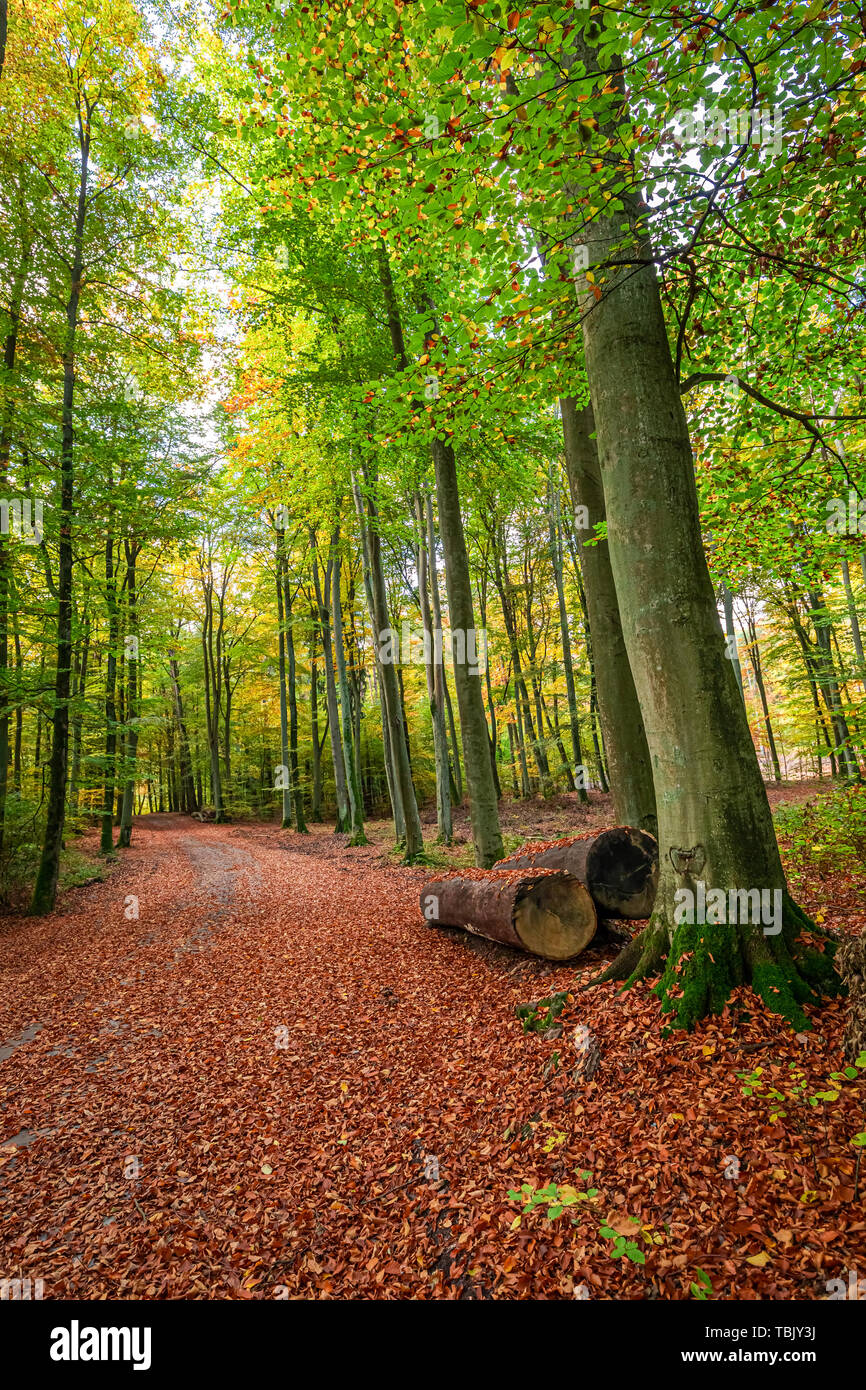 Breathtaking and colorful autumn in the forest, Europe Stock Photo - Alamy