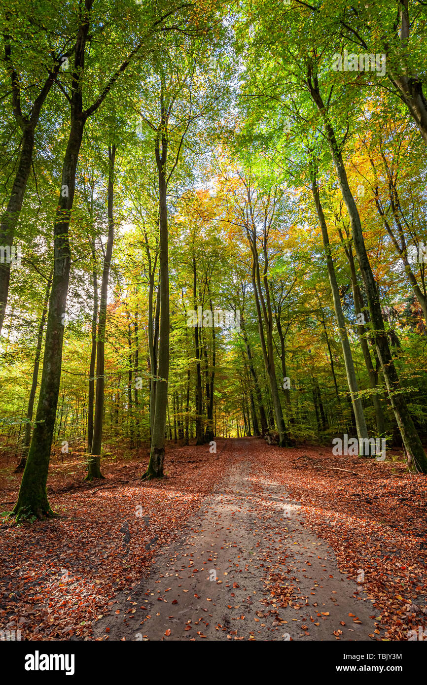 Colorful and amazing autumn in the forest, Europe Stock Photo - Alamy