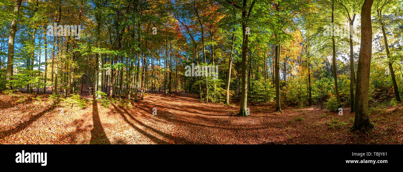 Panorama of green and gold forest in the autumn, Europe Stock Photo - Alamy
