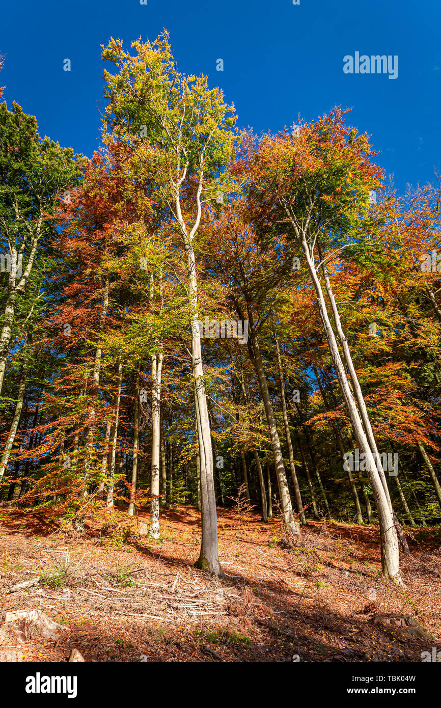 Beautiful and gold forest in autumn, Europe Stock Photo - Alamy