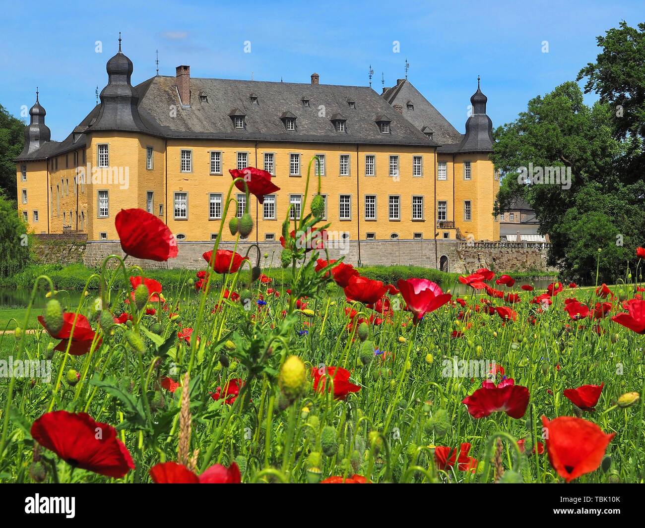 German yellow water castle Schloss Dyck with a field of blooming poppy ...